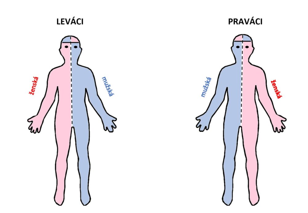 Male and female sides of the body | Lateralita